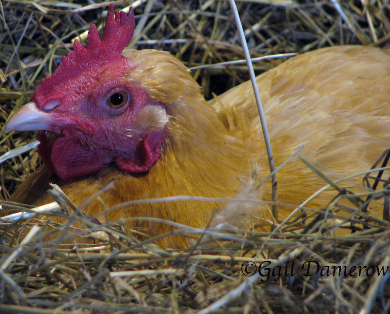 How to Break Up a Broody Hen - Backyard Poultry